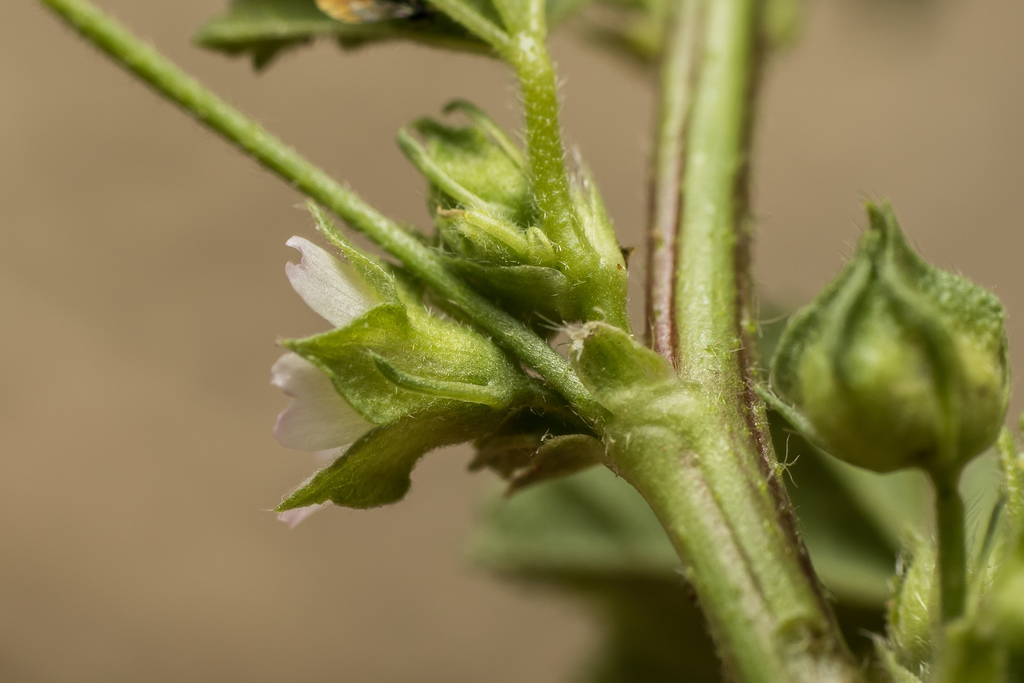 cheeseweed mallow from Southern Aegean, Greece on May 12, 2022 at 12:02 ...