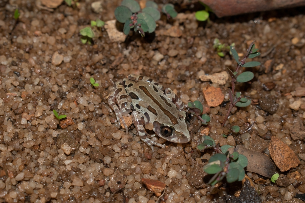 Senegal Running Frog from Mkhambathini Local Municipality, South Africa ...