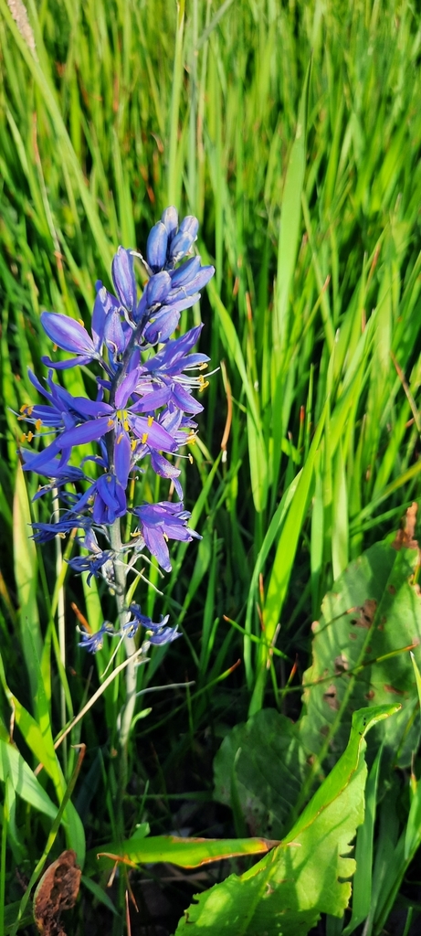 small camas from Sierraville, CA 96126, USA on May 26, 2022 at 07:12 PM ...
