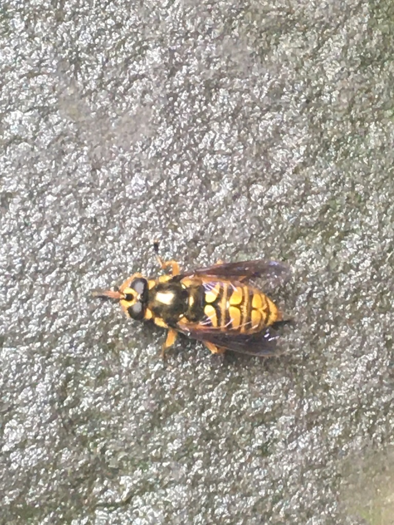 Spotted Wood Fly from Country Club Ln, Woodstock, NY, US on May 27 ...