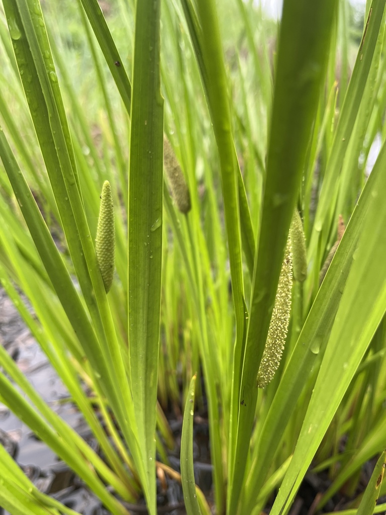 American Sweet-Flag from Shackelford Rd, Florissant, MO, US on May 27 ...