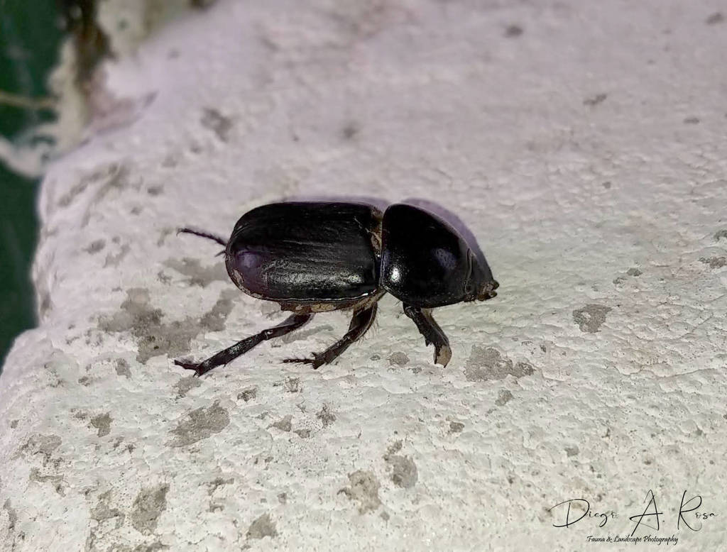 Diloboderus abderus from Boulogne, Provincia de Buenos Aires, Argentina ...