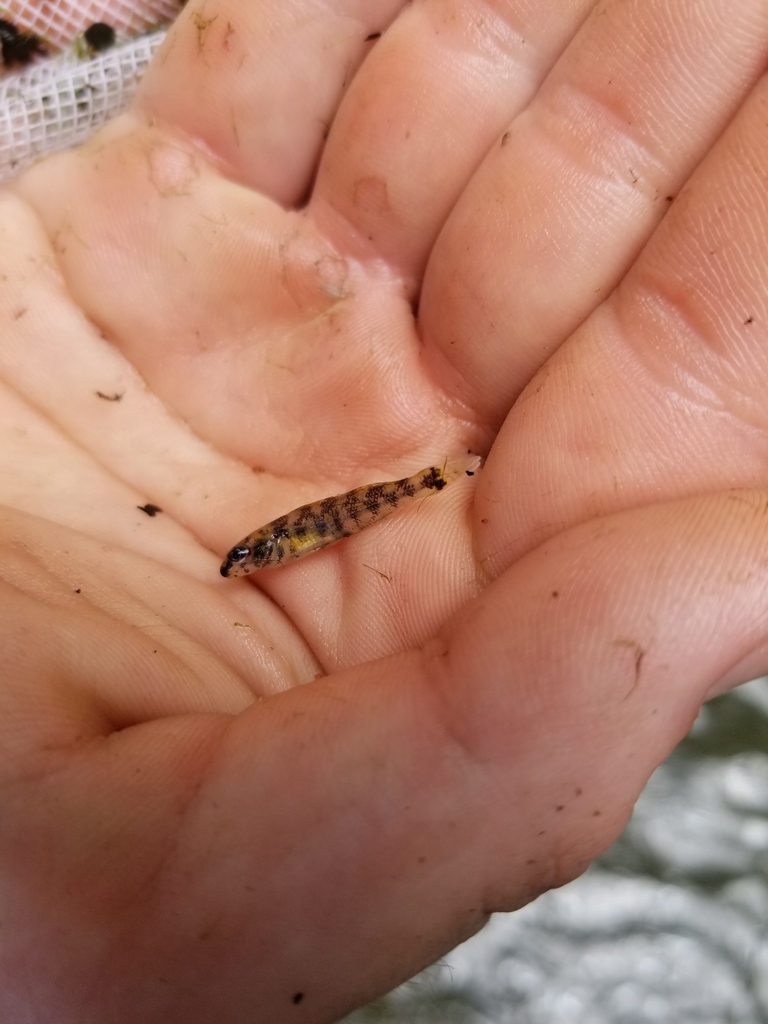 Harlequin Darter from Clarks River National Wildlife Refuge, McCracken ...