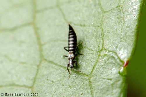 Aeolothrips terrestris · iNaturalist