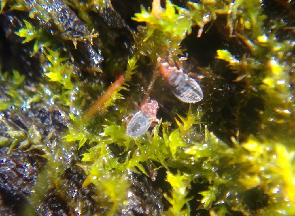 Hebrus ruficeps from Man'kivs'kyi, UA-CK, UA on May 1, 2022 at 04:04 PM ...