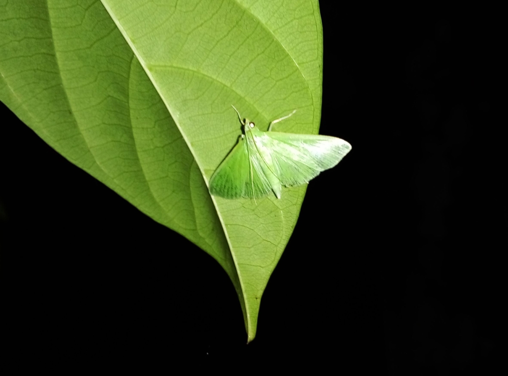 Parotis from HH37+QM3, Puthuppally, Kottayam, Kerala 686001, India on ...