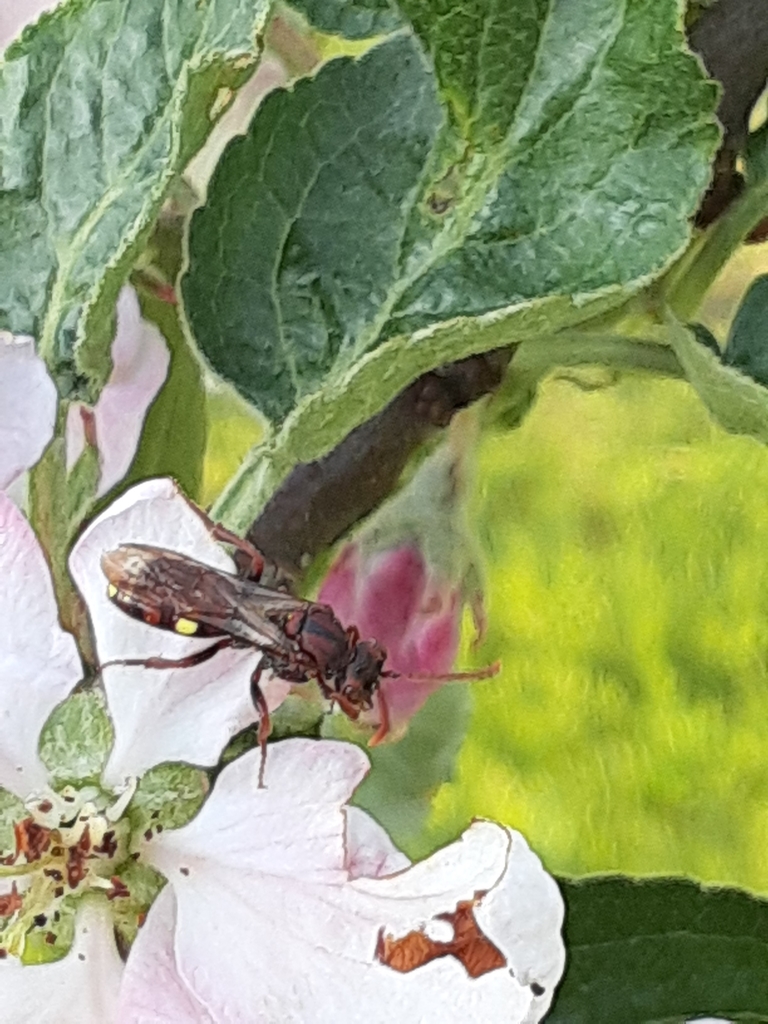 Nomad Bees from Nova Scotia B0T 0A6, Canada on May 22, 2022 at 07:11 PM ...