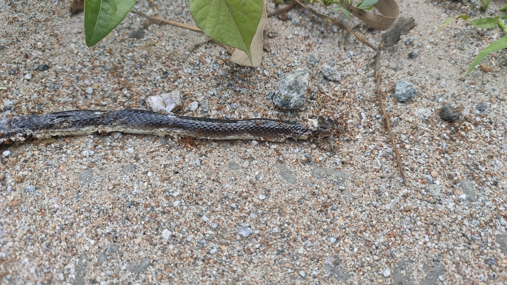 Common Krait from Bengaluru, Karnataka 562125, India on May 26, 2022 at ...