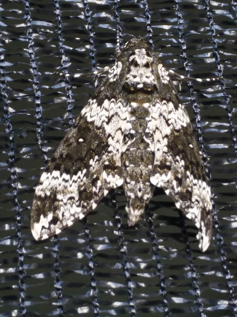 Rustic Sphinx from Tierra Del Paraiso, Casas Adobes, AZ 85742, USA on ...