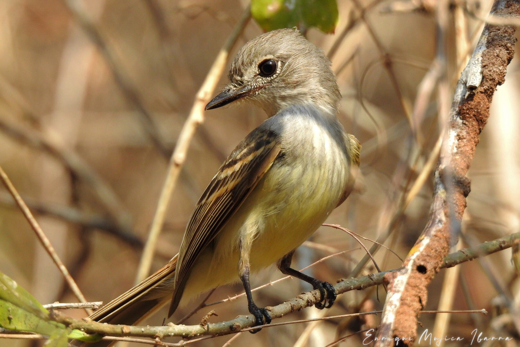 Flammulated Flycatcher from La Huerta, JAL, MX on May 27, 2022 at 11:33 ...