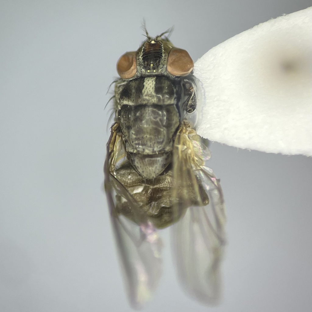 Muscoid Flies in May 2022 by Devin Pedraza. Muscidae? - no setae on ...