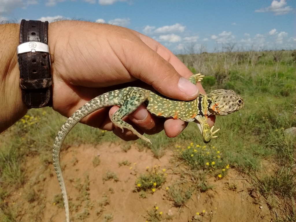 Eastern Collared Lizard in June 2016 by Rowdy White · iNaturalist