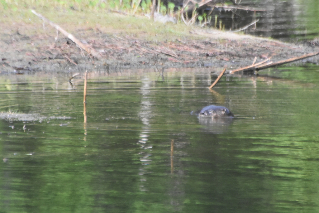 North American River Otter from Pender County, NC, USA on May 27, 2022 ...