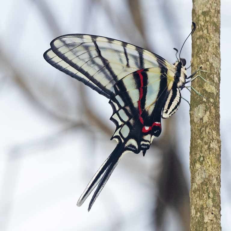 Protographium epidaus fenochionis from Santa María Huatulco, Oax ...