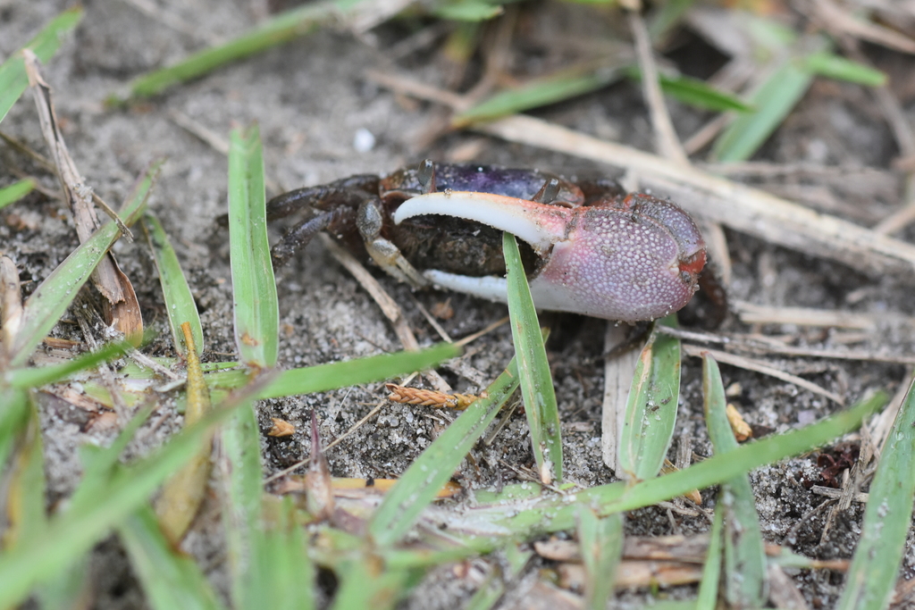 Atlantic Sand Fiddler Crab from North Topsail Beach, NC, USA on May 27 ...