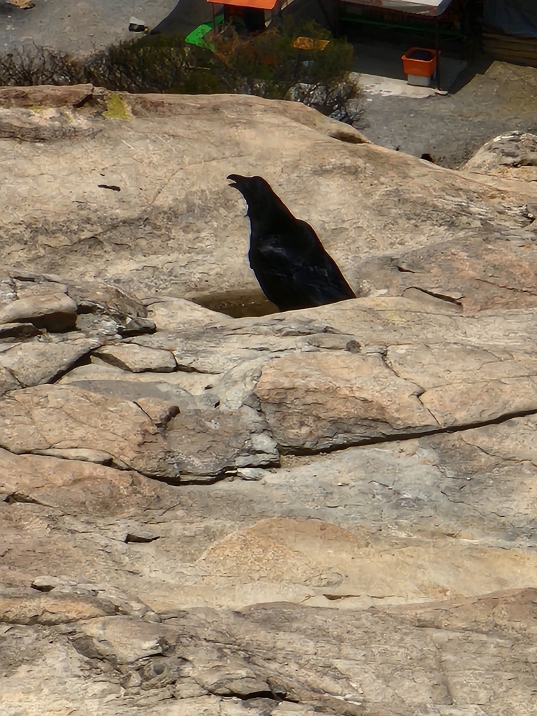 Common Raven from 76688 Qro., Mexico on May 27, 2022 at 01:01 PM by ...
