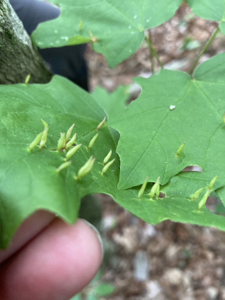 Maple Spindle Gall Mite from Reynolds County, US-MO, US on May 24, 2022 ...