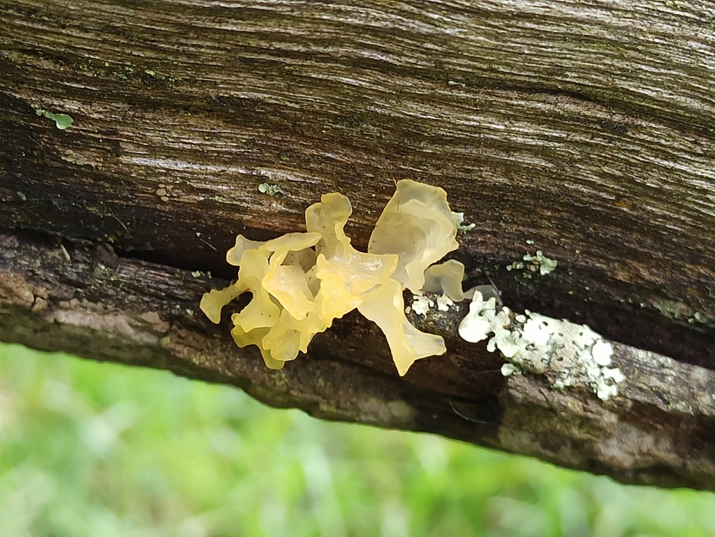 Tremella from Bello, CO-AN, CO on May 21, 2022 at 11:31 AM by Jeronimo ...