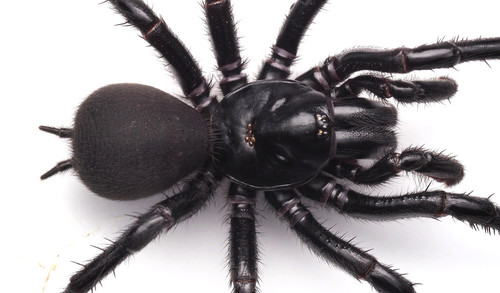 Genus Atrax · iNaturalist