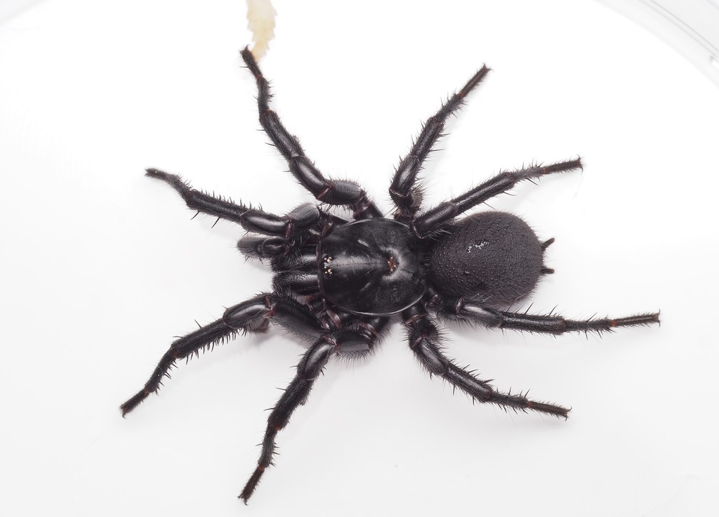 Sutherland's Funnelweb Spider from New South Wales 2622, Australia on ...