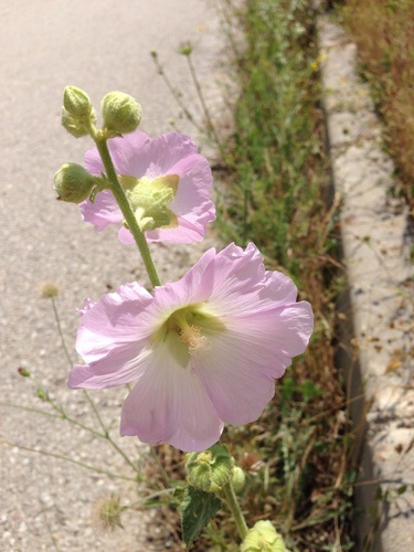 Wild Hollyhock (Alcea pallida) · iNaturalist United Kingdom