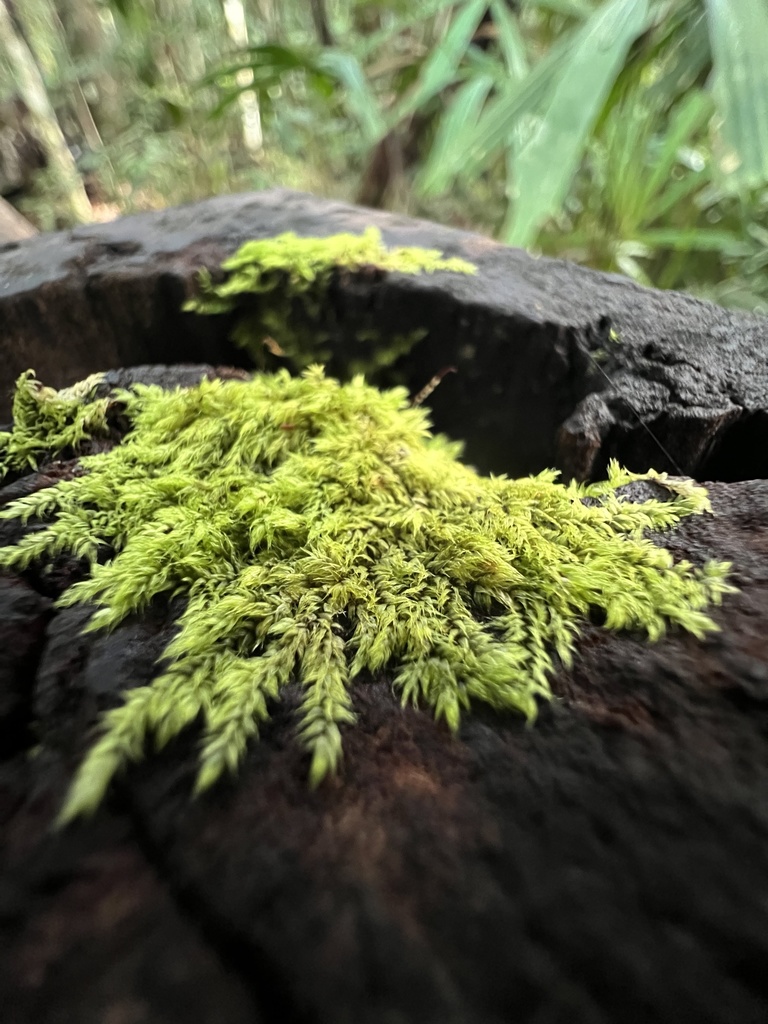 mosses from Puyo, Su-ngai Kolok, Narathiwat, TH on May 23, 2022 at 03: ...