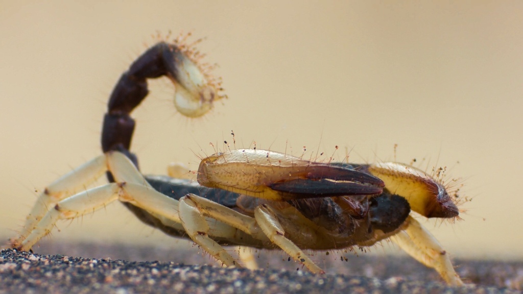 Robust Burrowing Scorpion from Gibeon, , Hardap, NA on November 3, 2011 ...