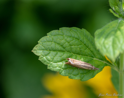 Observations by kalimero · iNaturalist