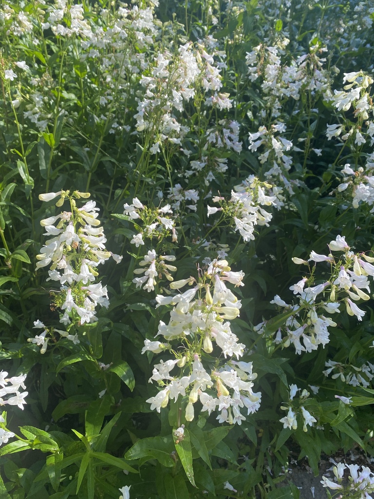 foxglove beardtongue from Saint Louis Zoo, St. Louis, MO, US on May 28 ...