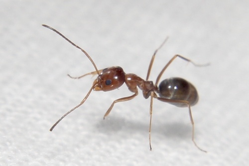 Dwarf Queen Pyramid Ant (Dorymyrmex reginicula) · iNaturalist United ...