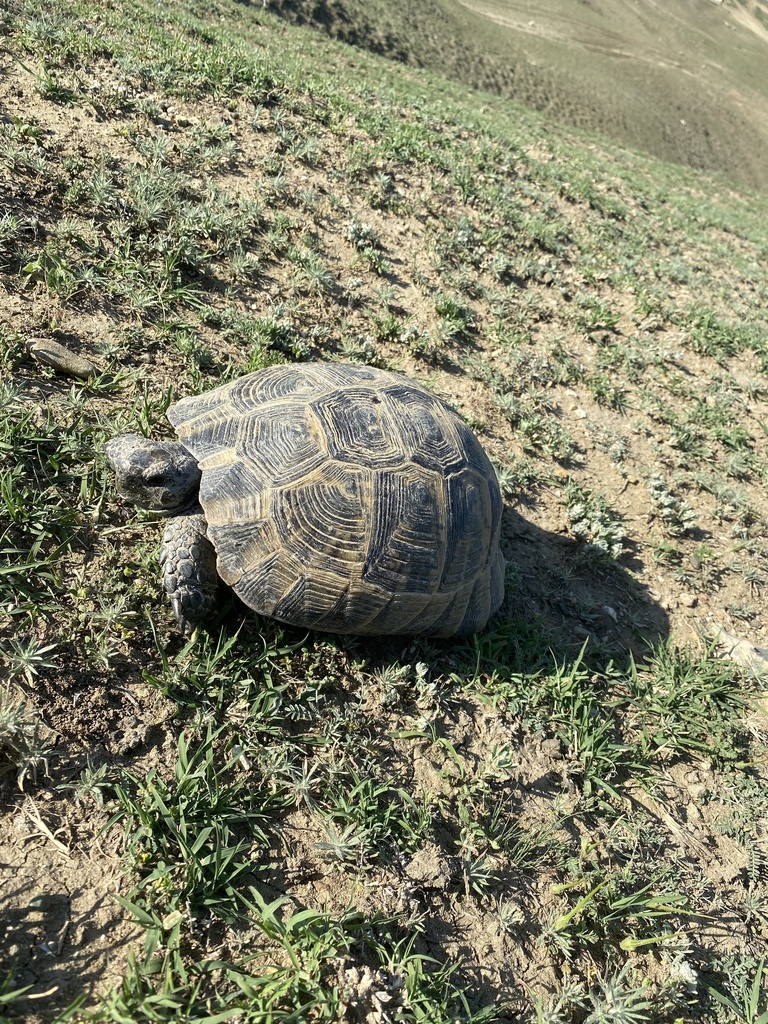 Greek Tortoise in May 2022 by Tim Zuev · iNaturalist