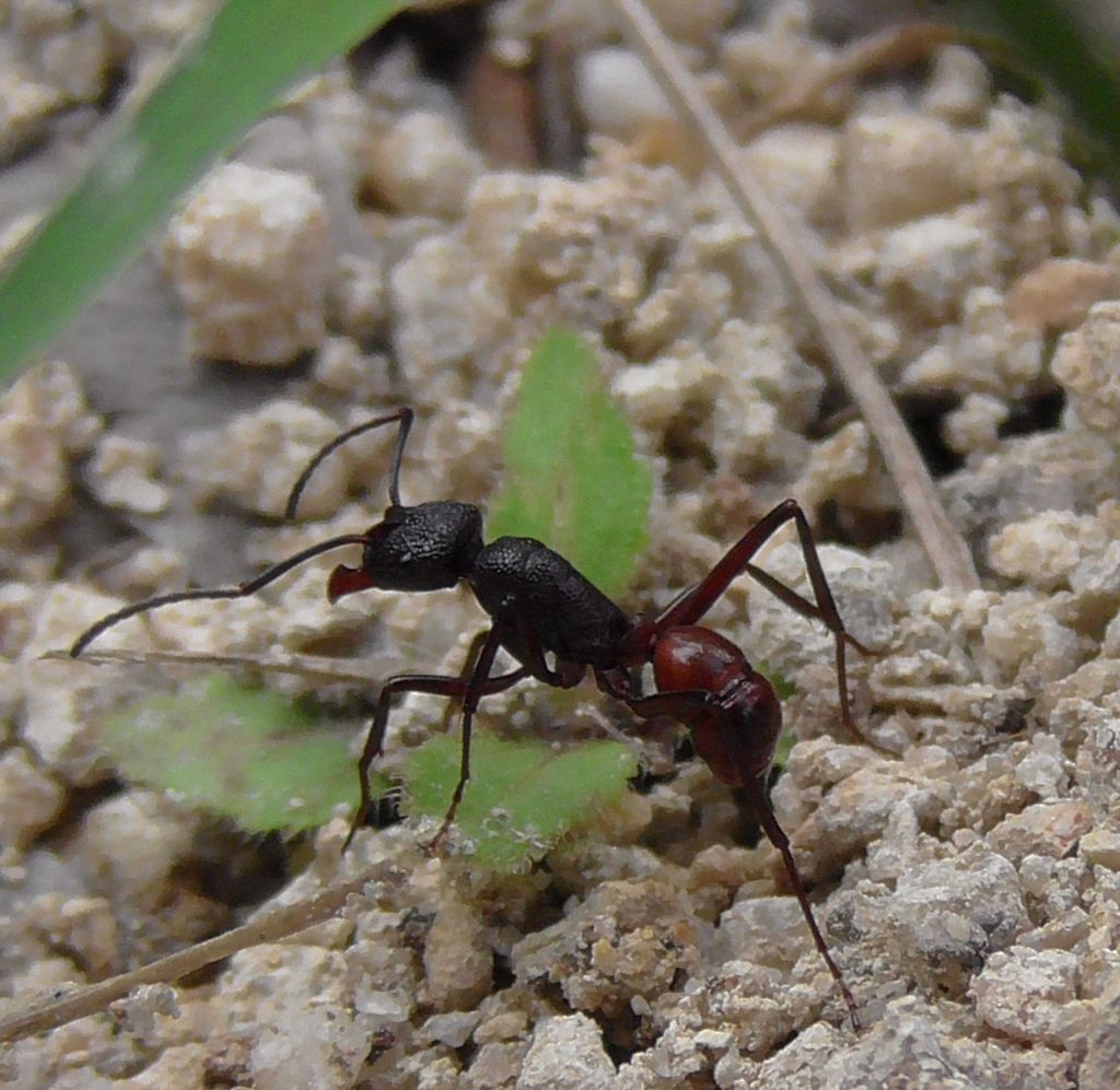 Pony Ants from Mareeba, AU-QL, AU on May 28, 2022 at 11:45 AM by Steve ...