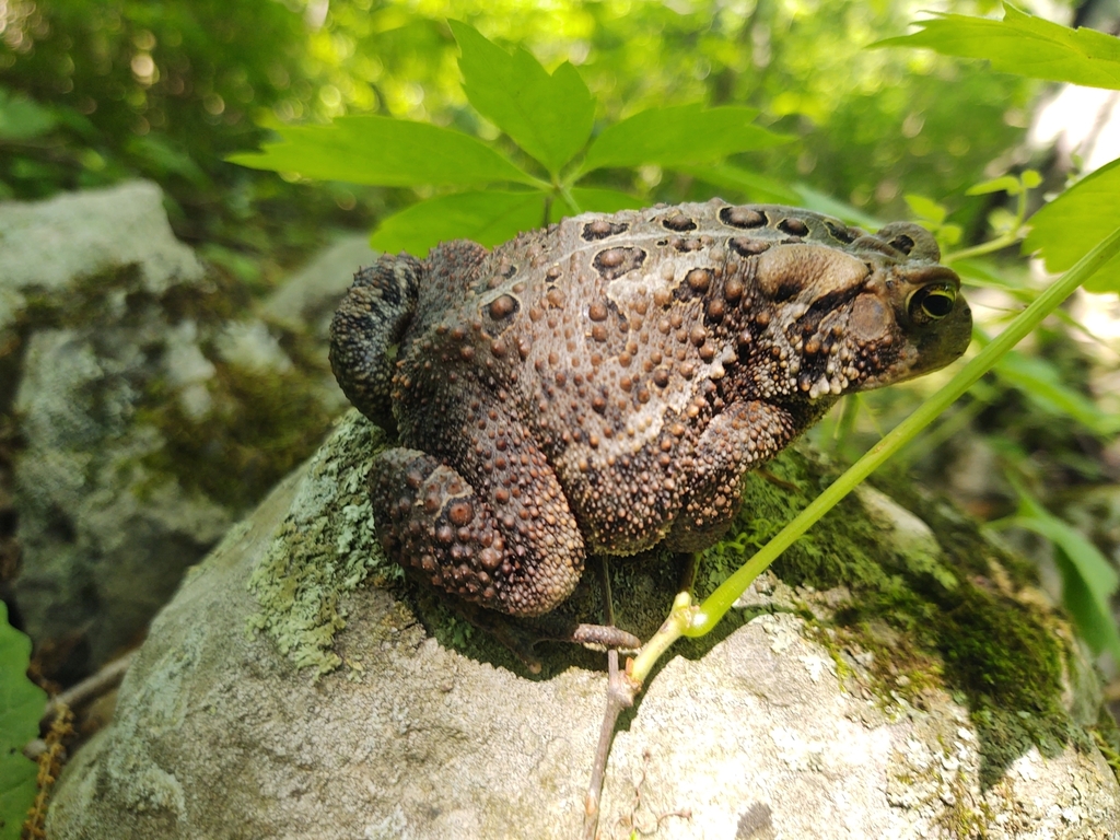 American Toad from High Falls, NY 12440, USA on May 22, 2022 at 01:02 ...