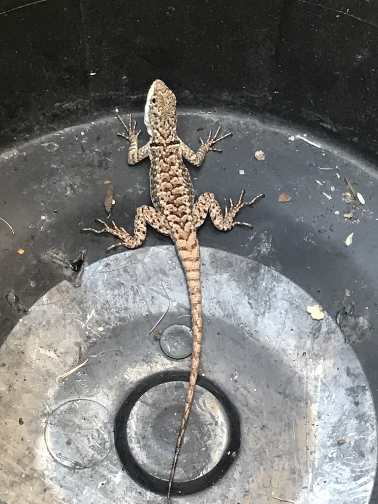 Lava Lizards from Rua João Leão Cruvinel, Rio Verde, GO, BR on May 28 ...