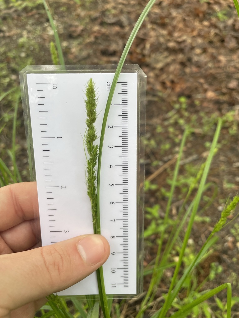 fox sedge from Suffolk, New York, United States on May 28, 2022 at 09: ...