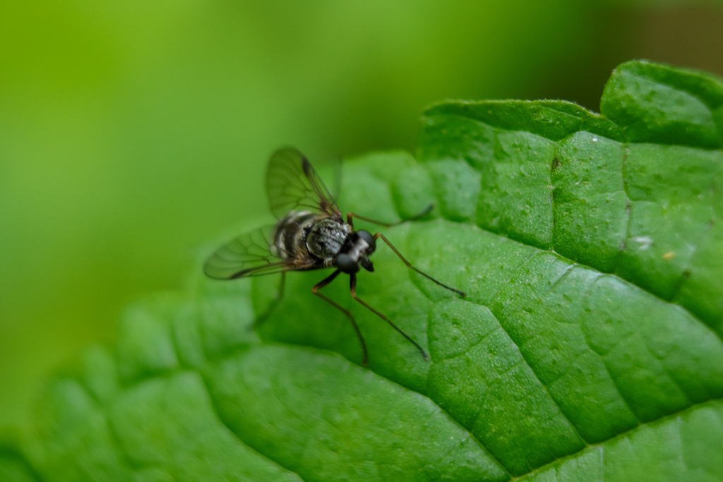 banded snipe fly from Reston, VA, USA on May 28, 2022 at 08:05 PM by ...