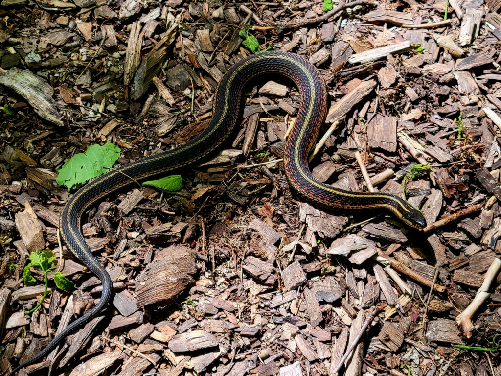 Red-sided Garter Snake from Ventura, IA, USA on May 28, 2022 at 02:15 ...