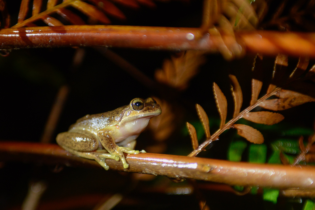 Heath Frog in May 2022 by Archie Brennan · iNaturalist