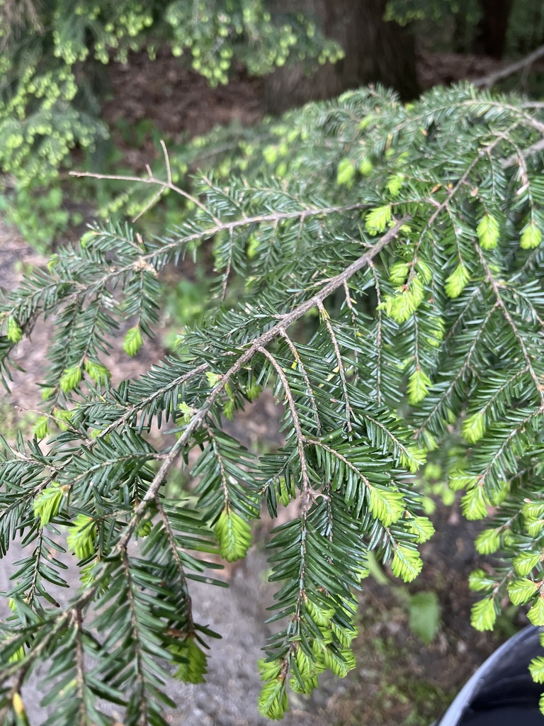eastern hemlock in May 2022 by babayaga · iNaturalist