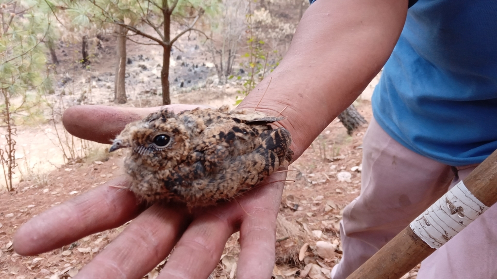 Typical American Nightjars from 12420 CDMX, México on April 14, 2022 at ...