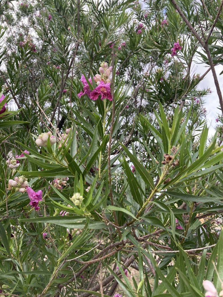 desert willow from Tarragona Ln, Austin, TX, US on May 24, 2022 at 05: ...