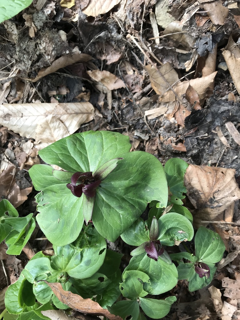 Little Sweet Betsy from Cleveland Botanical Garden, Cleveland, OH, US ...