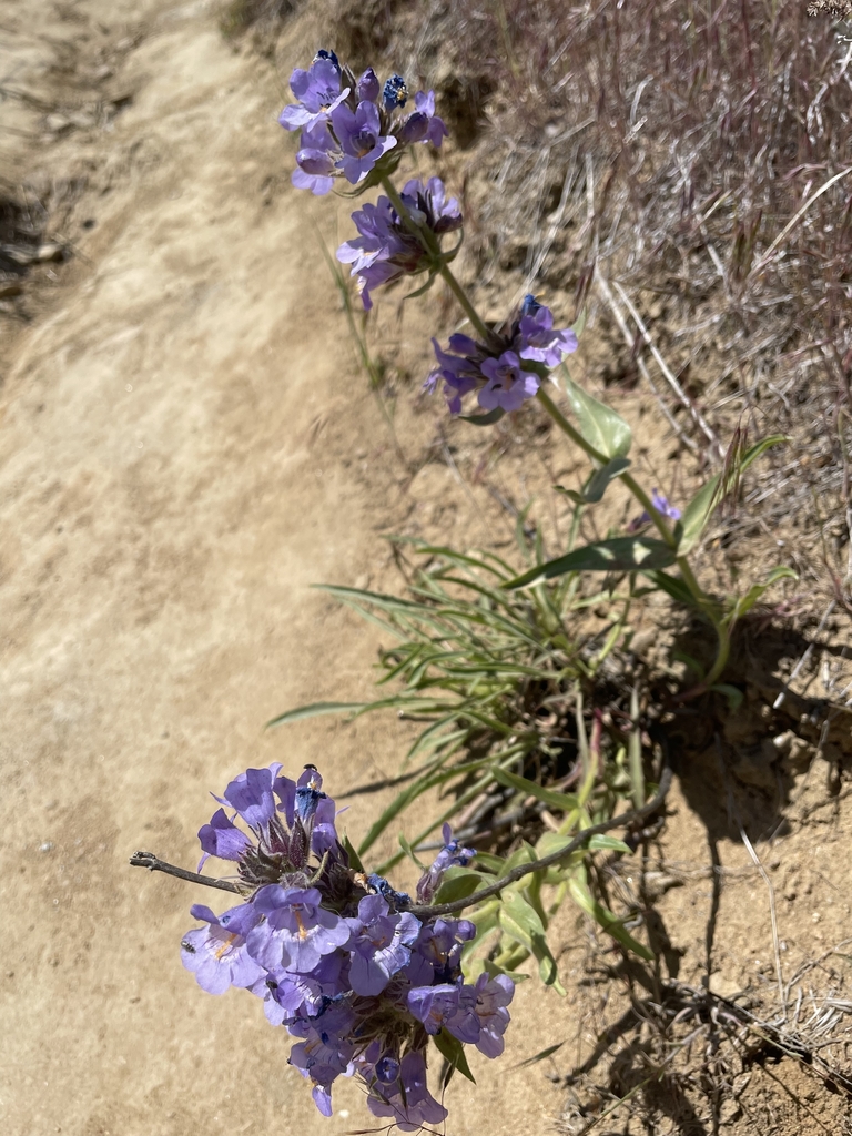 fuzzytongue penstemon from Riverbend Mobile Home Park, Washington ...