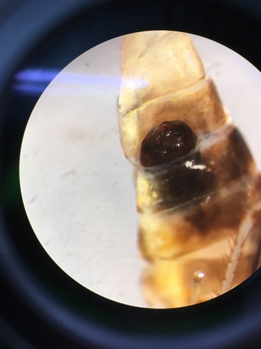 Leafhopper Twistwing Parasites (Halictophagus)