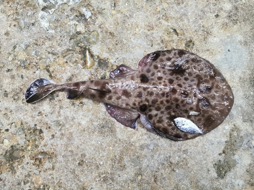 Shortlip Electric Ray (Narcine brevilabiata) · iNaturalist United Kingdom