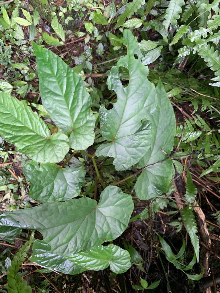 Begonia longifolia from Taipei, TW-TP, TW on May 28, 2022 at 11:56 AM ...