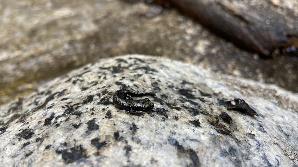 Mount Lyell Salamander in May 2022 by Jeremy Cowan · iNaturalist