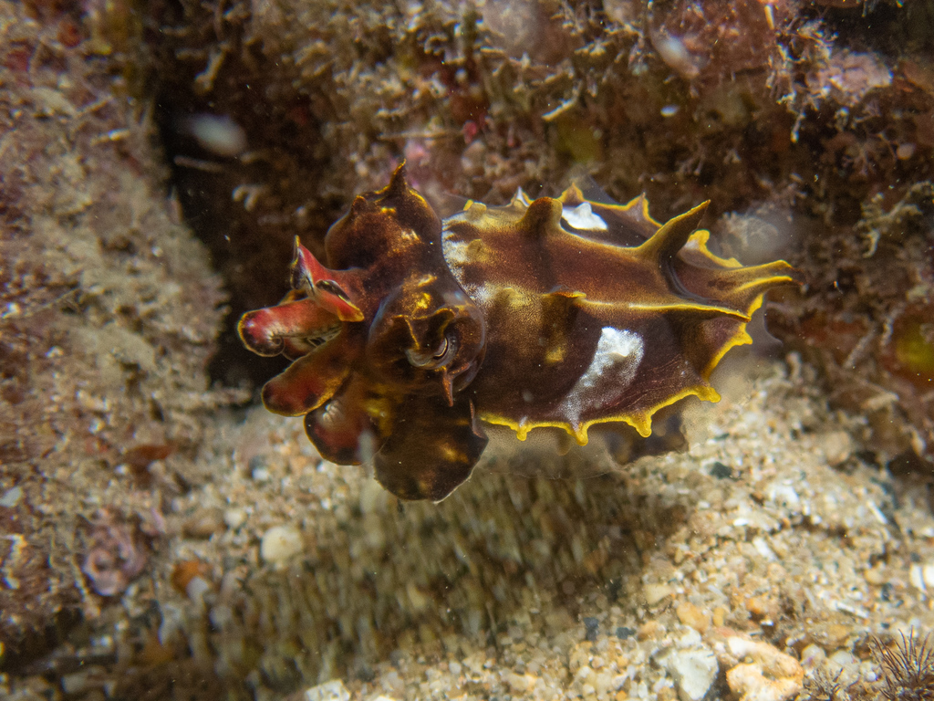 Flamboyant Cuttlefishes from Yomitan, JP-ON, JP on April 25, 2022 at 09 ...