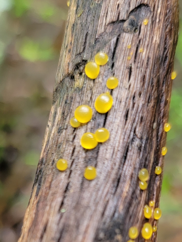 Dacrymyces capitatus from Salt Creek Township, IN, USA on May 27, 2022 ...