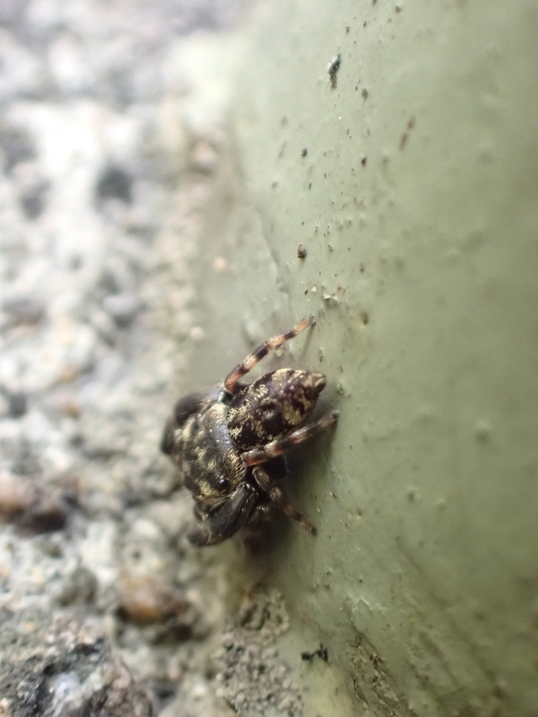 Irura longiochelicera from Tai Lam, Hong Kong on May 29, 2022 at 11:02 ...